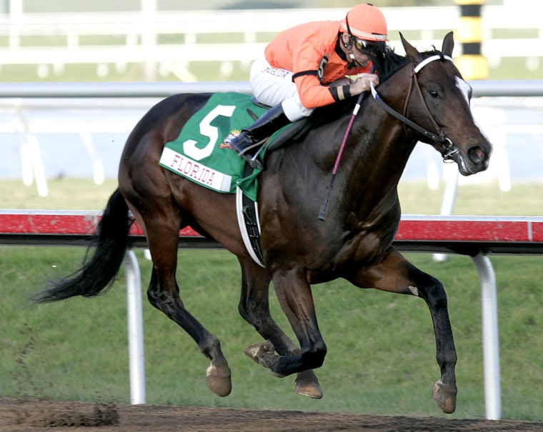 Meet America's most exciting horse