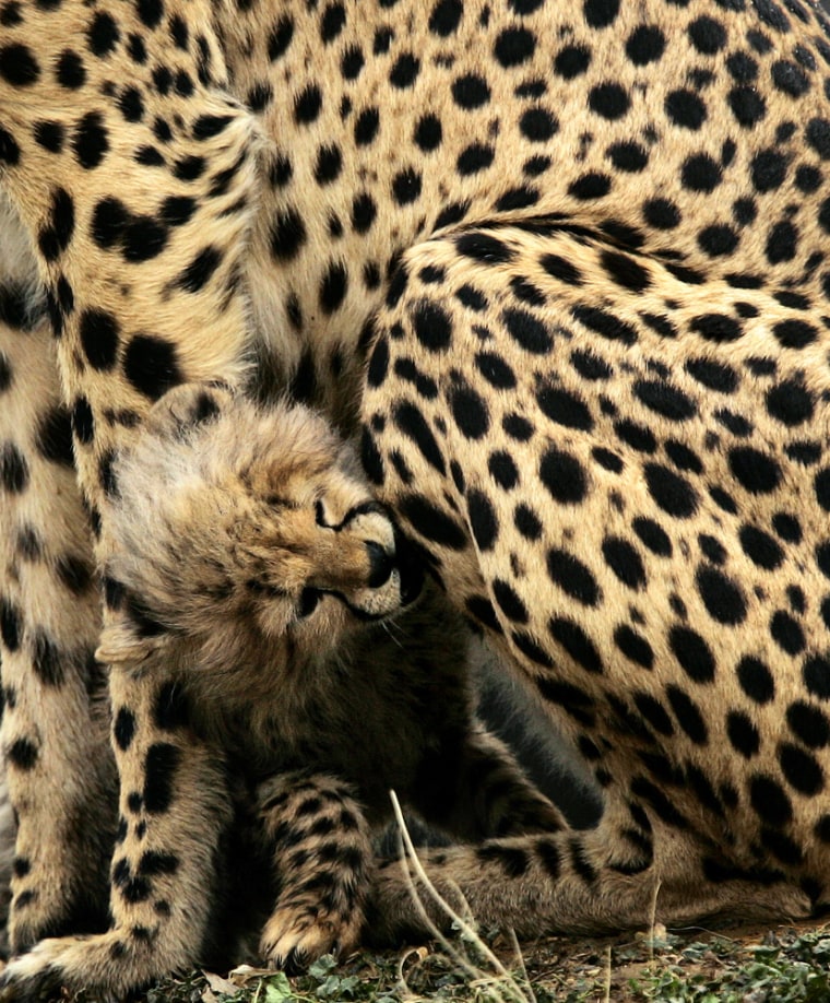 Cheetah cubs make their debut