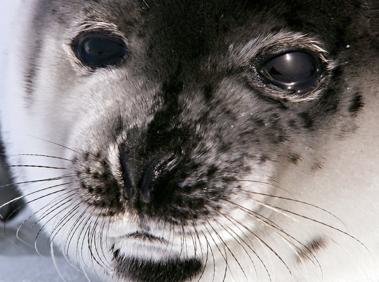 Controversial Canadian seal hunt begins