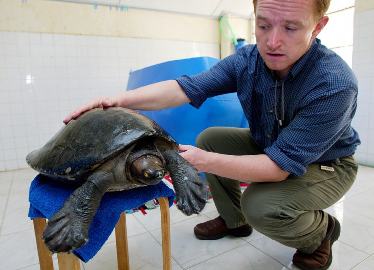 Endangered turtle escapes a soupy fate