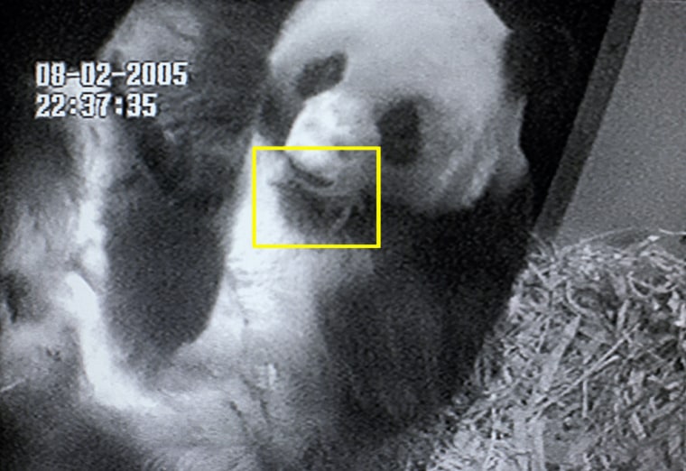 Baby giant panda born at San Diego Zoo