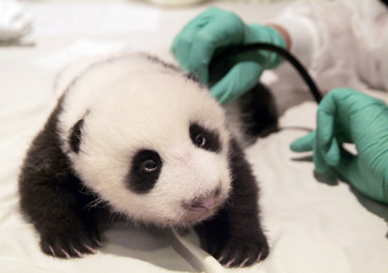 Panda cub thrives in Washington