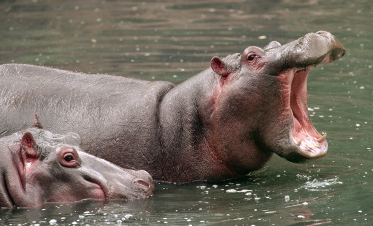 World's largest hippo population almost gone