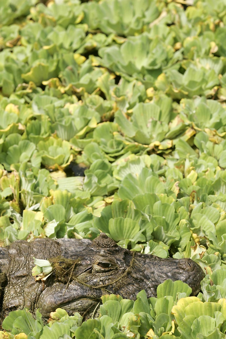 Trading cows for crocs in Brazil