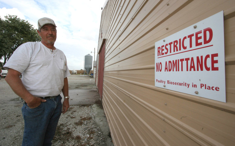 Avian flu keeps poultry farms on high alert