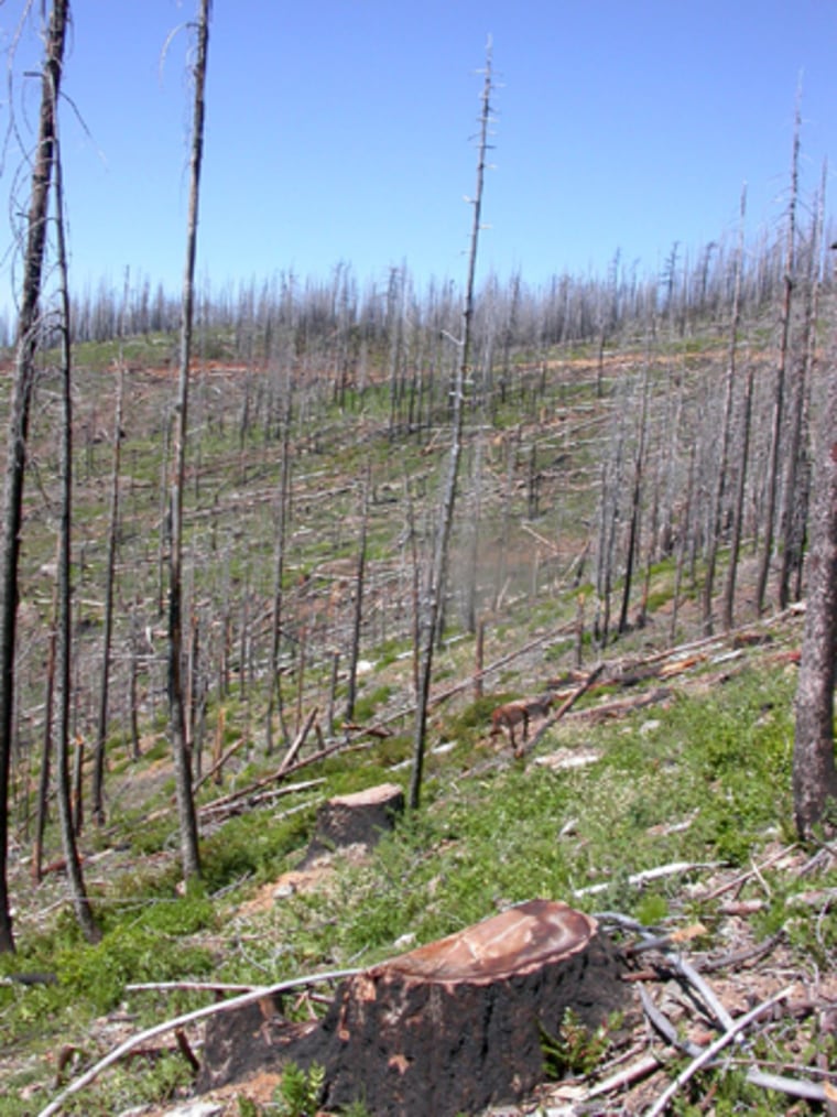 Log after fires? Study fuels debate