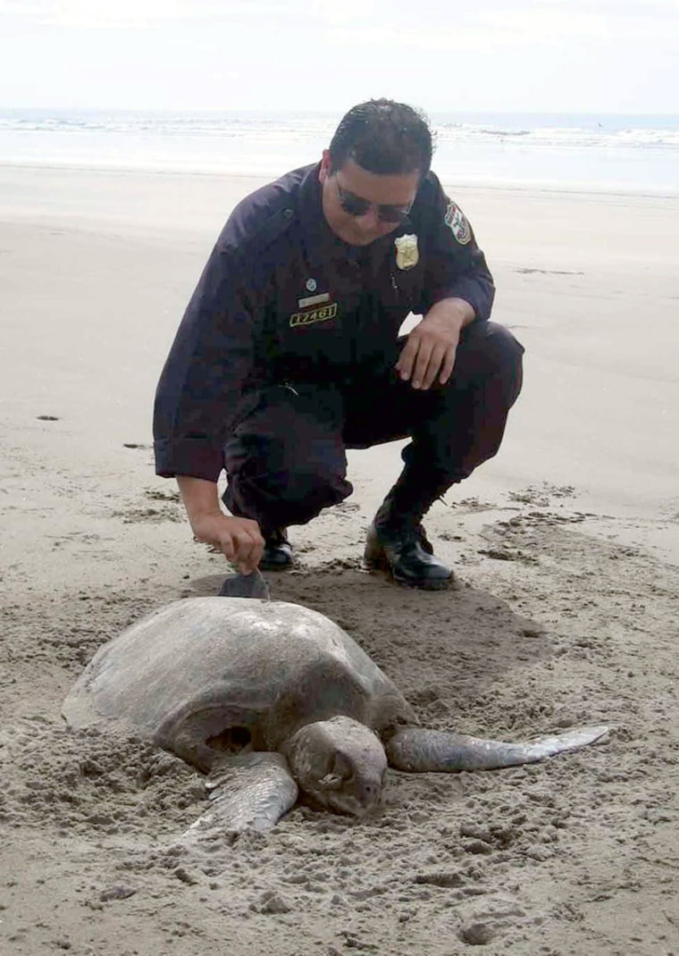 Dozens of endangered sea turtles found dead