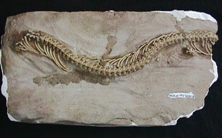 Fossil found of earliest known snake