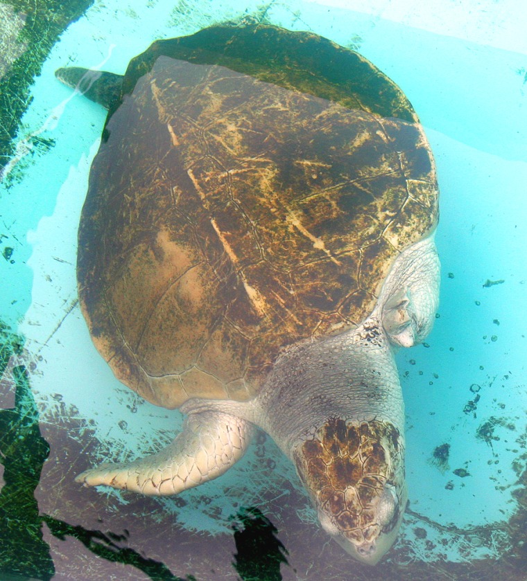 Town, endangered turtles vie for beach sand