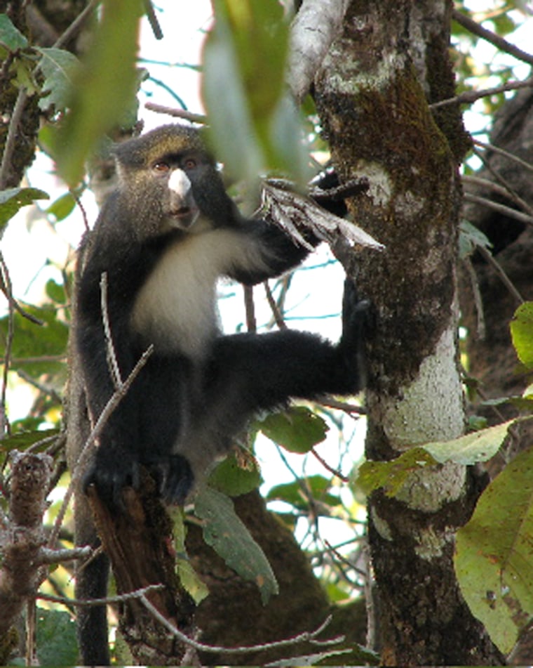 Scientists decipher a monkey’s commands