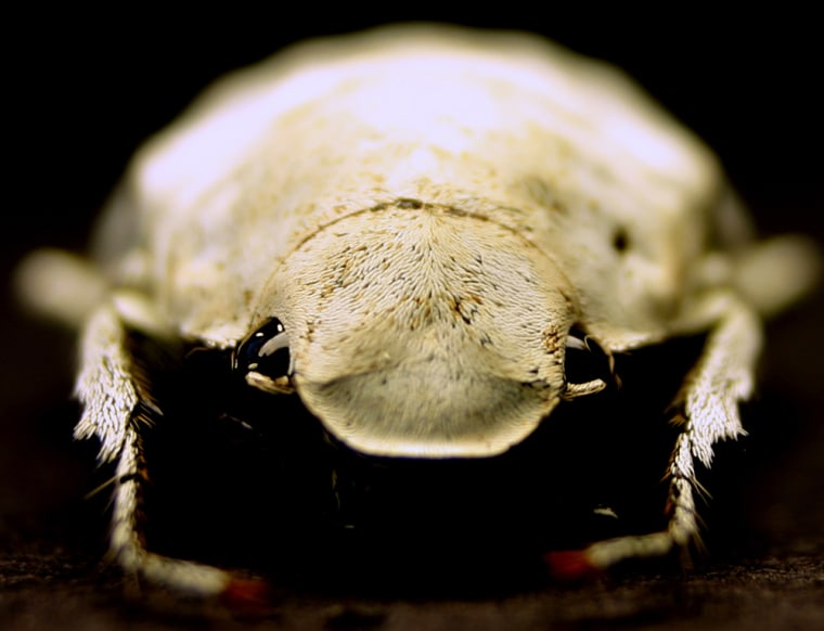 White beetle could inspire bright ideas