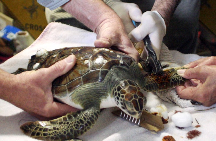 Lamps revive turtles made comatose by cold