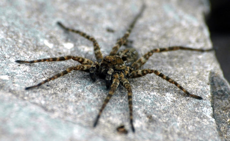 Arctic spiders studied for warming clues