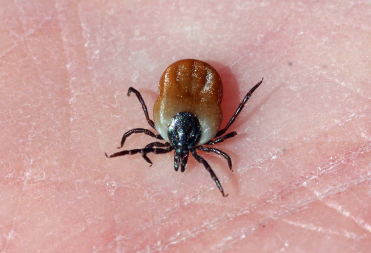 Ticks showing up in a warmer Sweden