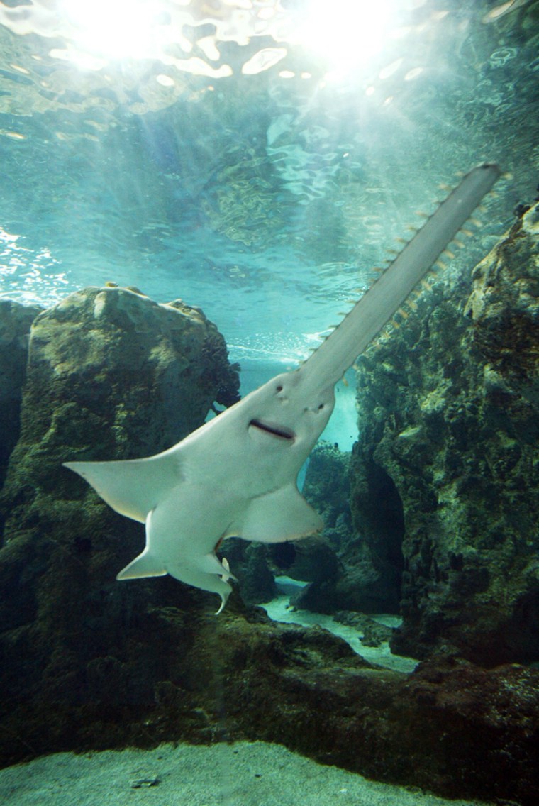 Nations ban nearly all trade in sawfish