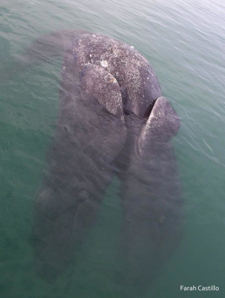 Video: First-Ever Conjoined Gray Whale Twins
