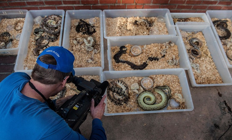 California Police Arrest Homeowner With 300 Pythons