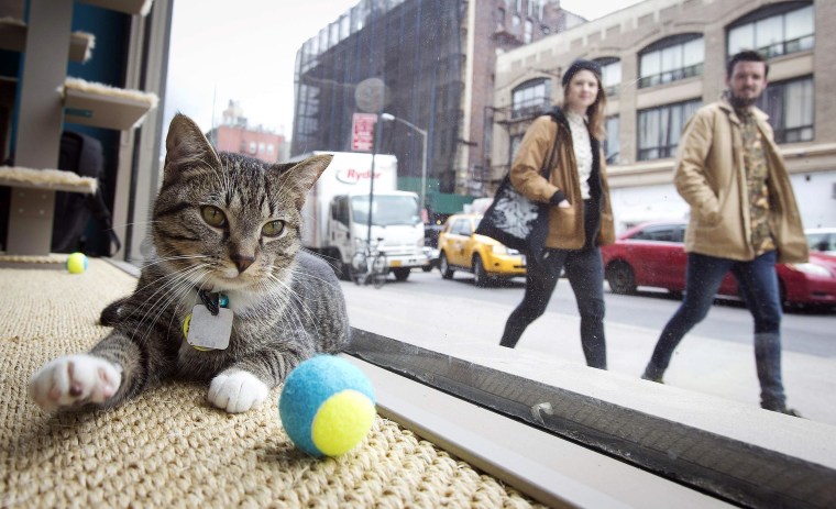 Felines and New Yorkers Cozy Up in Cat Cafe