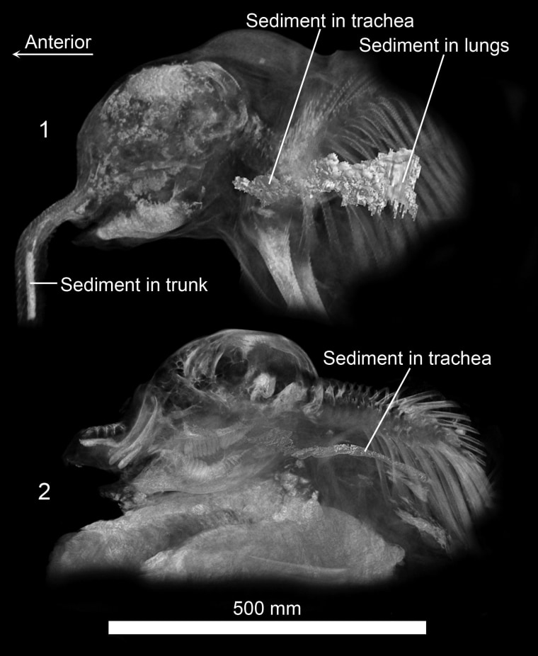 X-Ray Scans Tell the Tale of Baby Mammoths' Life and Death