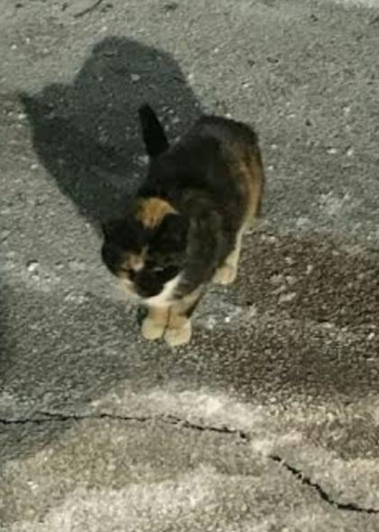 Missing Beloved 'SWAT Cat' Returns to Boston Police Department