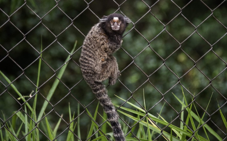 Playful beluga and more in this week's best animal pictures