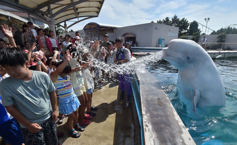 Playful beluga and more in this week's best animal pictures