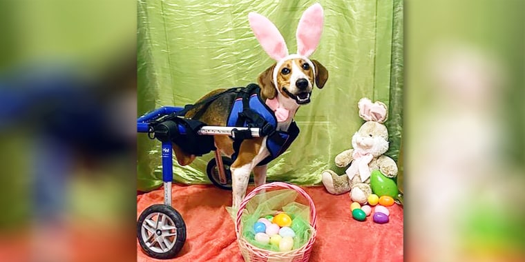 Meet Lieutenant Dan! This 2-legged dog is the new Cadbury Easter Bunny