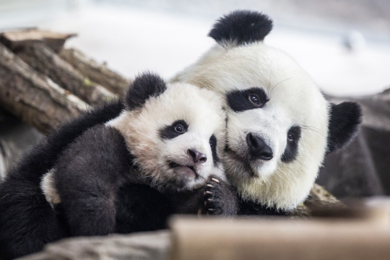 Moms Of The Animal and Their Babies 