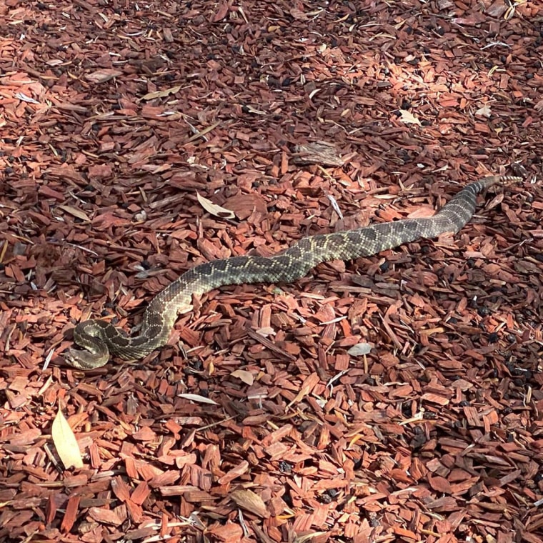 Jessica Alba nearly steps on massive rattlesnake in chilling video