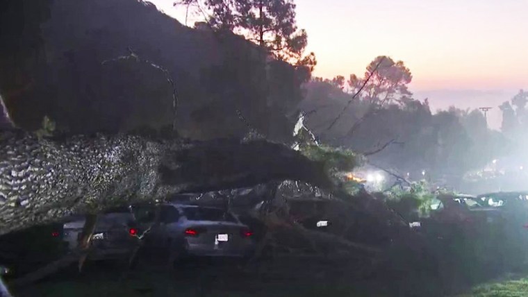 Giant tree falls outside L.A. concert venue, injuring woman and ...