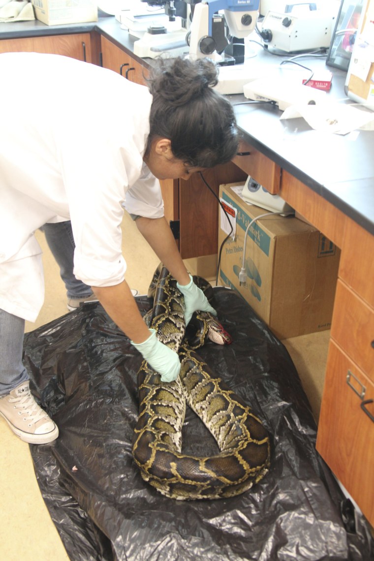 Python Challenge results: 68 snakes caught in Florida competition