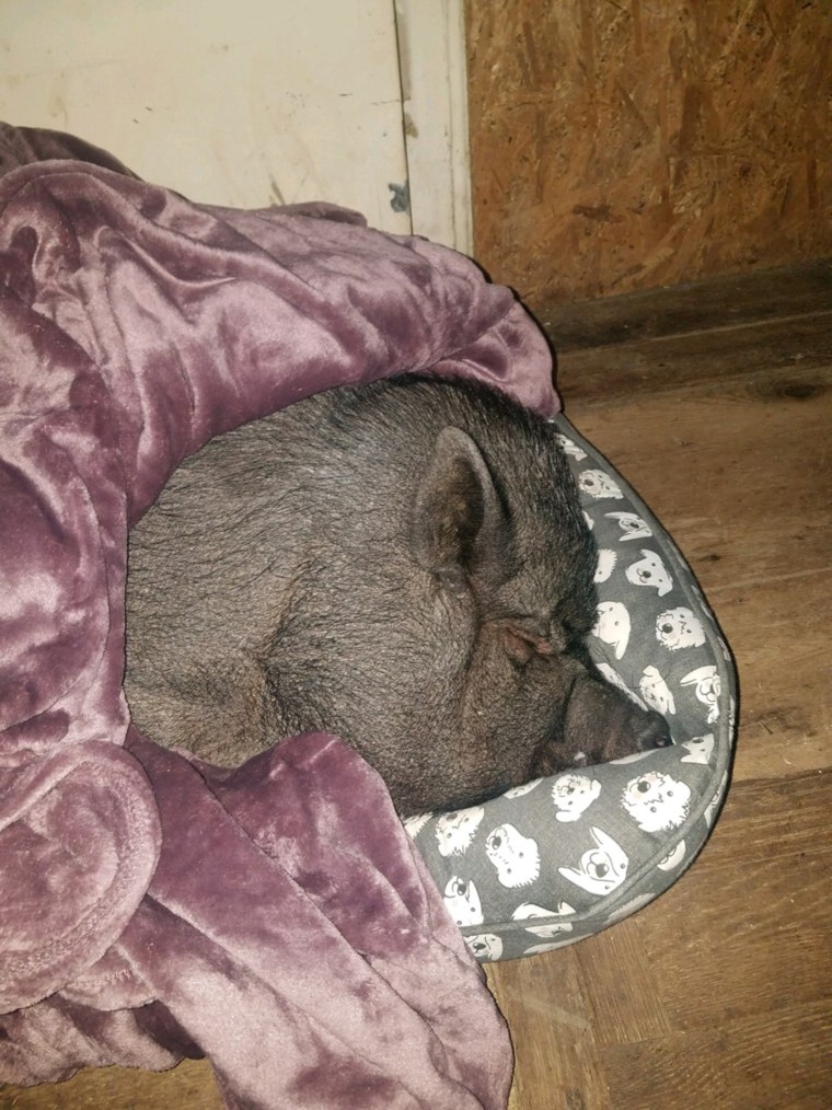 Man fights town to keep potbellied pig as his emotional support animal