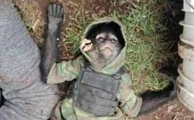 Hallan muerto a un mono vestido con chaleco antibalas tras un tiroteo ...