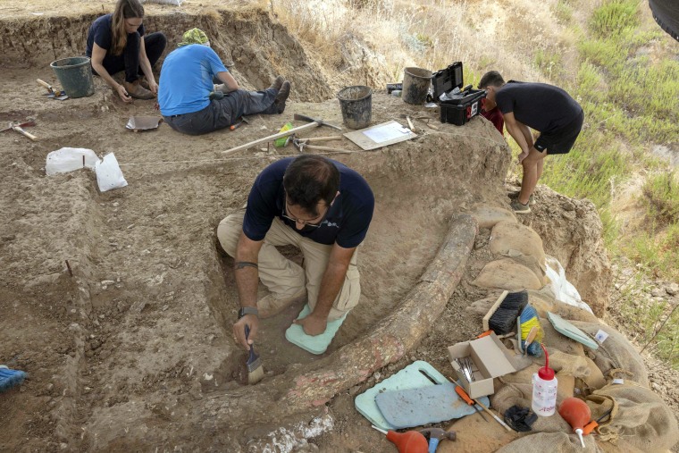 Ancient elephant's tusk discovered in southern Israel