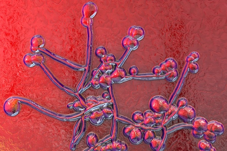 Las infecciones por hongos son cada vez más frecuentes. ¿Por qué no ...
