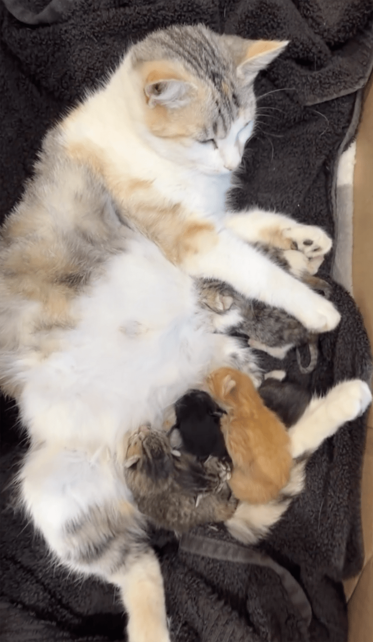 Gwen Stefani Shares Her And Blake Shelton's 'Cute' New Farm Additions