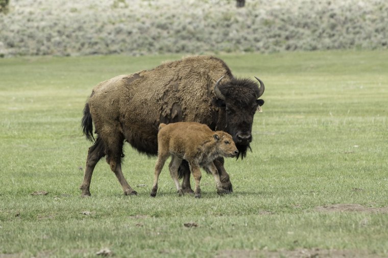 Yellowstone sacrifica cría de bisonte que fue rechazada por su manada ...