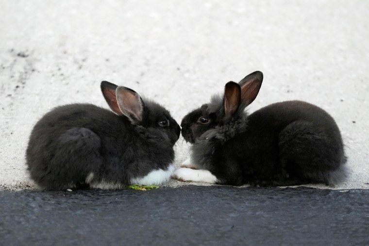 Florida rabbit invasion overwhelms neighborhood with furry creatures