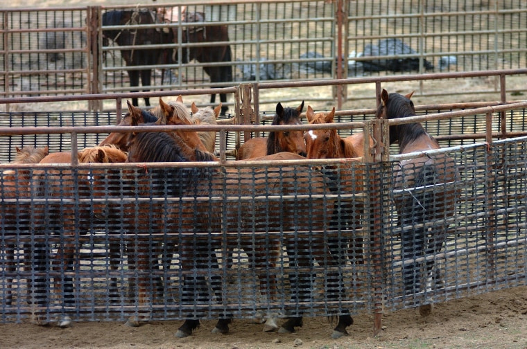Wild horses put up for adoption by the government end up at risk for ...