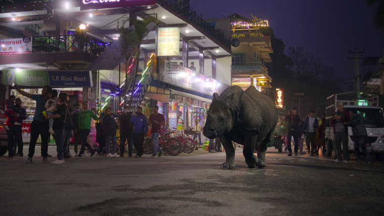 Our Living World, Netflix Nature Doc Narrated By Cate Blanchett: EXCLUSIVE