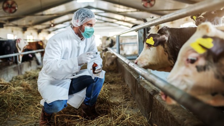 Qué es la gripe aviar H5N1 y cómo protegerse: aclaramos dudas del brote ...