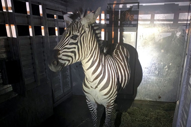 Escaped zebra captured near Seattle after gallivanting around Cascade mountain foothills for days