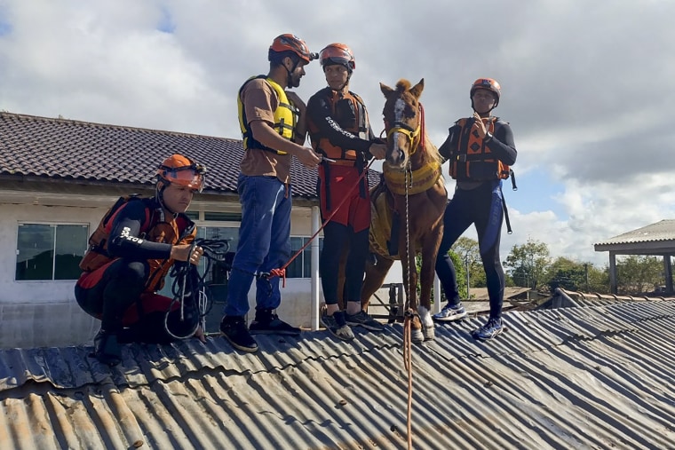 Caramelo, the Brazilian horse stranded on a roof by floods, is rescued ...
