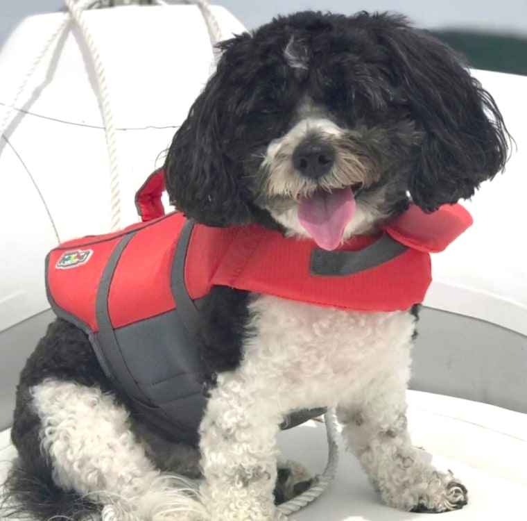 Al Roker Opens Up About Struggles After Death of Dog Pepper