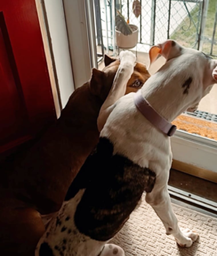 TikToker Eddie Adopts Dog In Puerto Rico Who Followed Him Around During ...