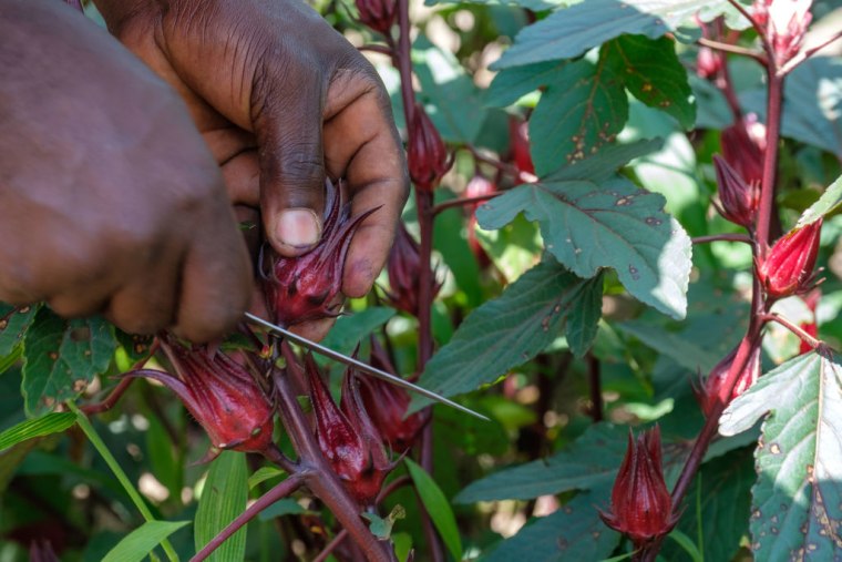 Sorrel: A Drink Filled with Tradition and Symbolism