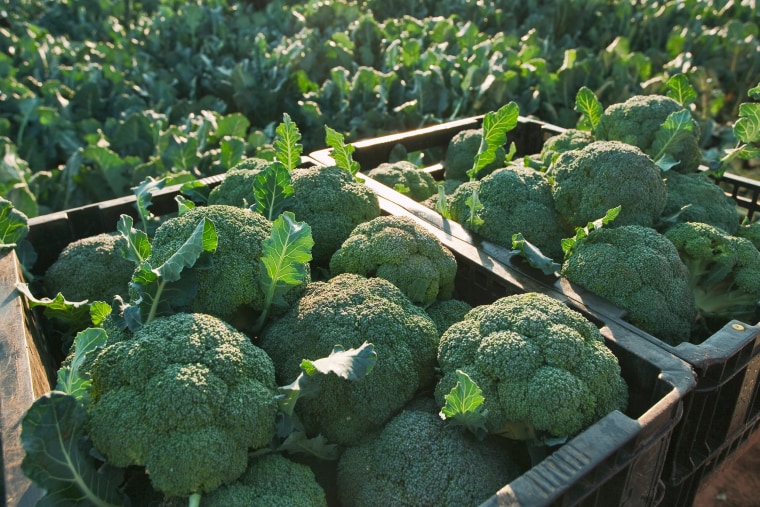 EPA suspende el pesticida Dacthal por el daño que puede provocar a los ...