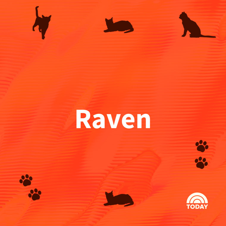 175 Best Black Cat Names for Males and Females