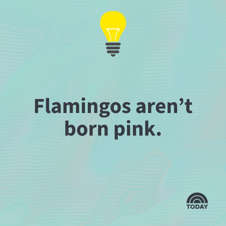 175 Interesting Facts to Entertain Adults and Kids