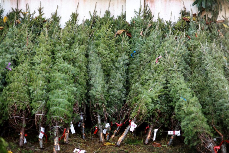 Cómo Iniciar Una Granja De árboles De Navidad
